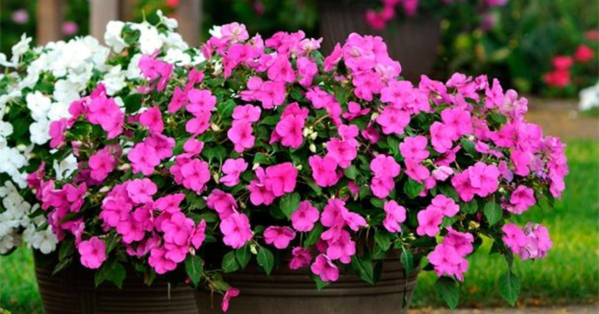 Las cinco flores para sembrar en septiembre: florecen rápido y alegran ...