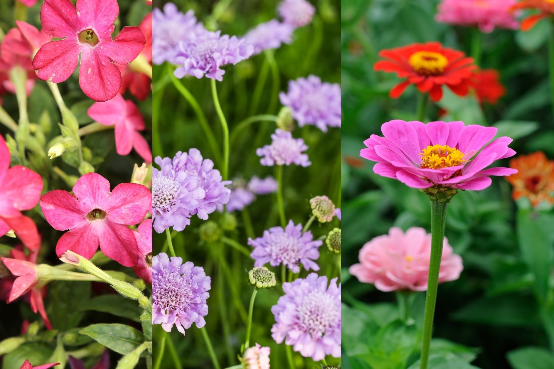 Tres flores ideales para sembrar en septiembre y perfumar tu jardín ...