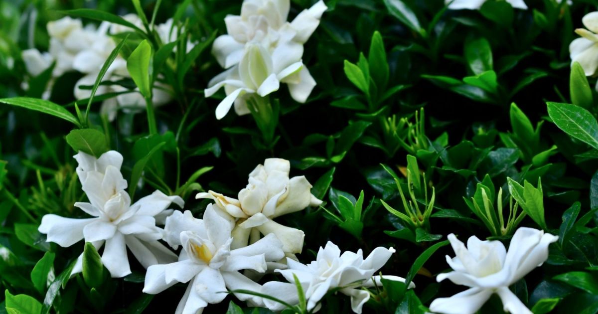 La planta arbustiva con flores perfumadas que embellece cualquier ...