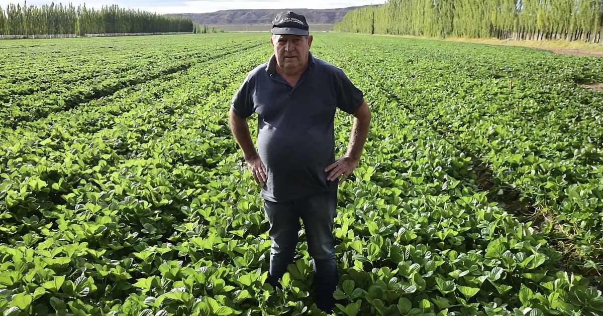 Desde la Patagonia maneja el vivero líder de plantines de frutillas: «A mis 75 años, tengo ...