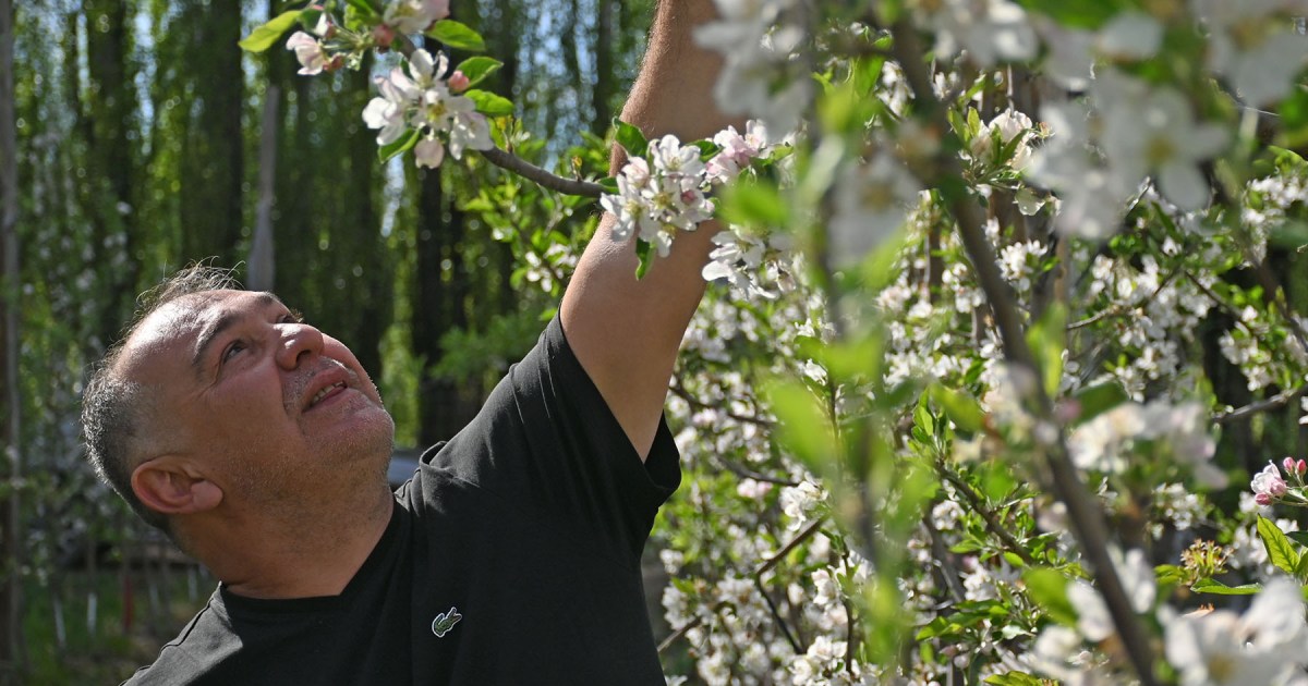 Fruticultura en la Patagonia: el productor que hace de la prolijidad ...