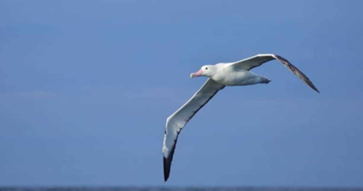 Impactante fenómeno: detectan cientos de aves vivas atrapadas dentro ...