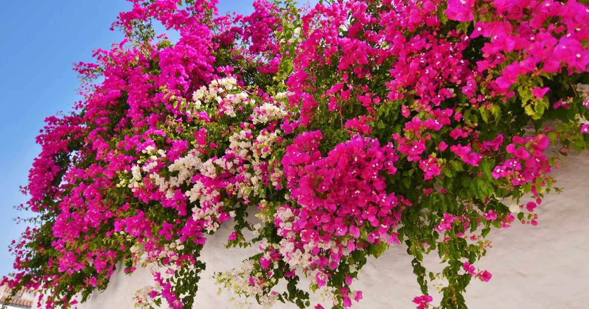 La planta trepadora ideal para plantar en octubre y llenar de color tu ...