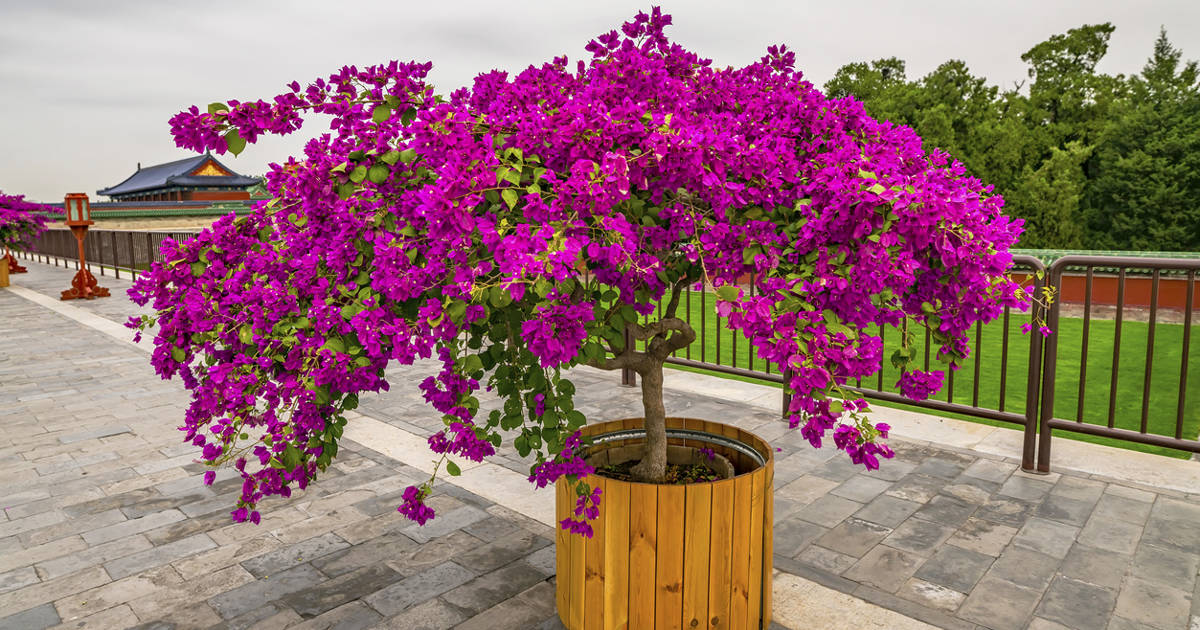 La planta trepadora ideal para plantar en octubre y llenar de color tu ...