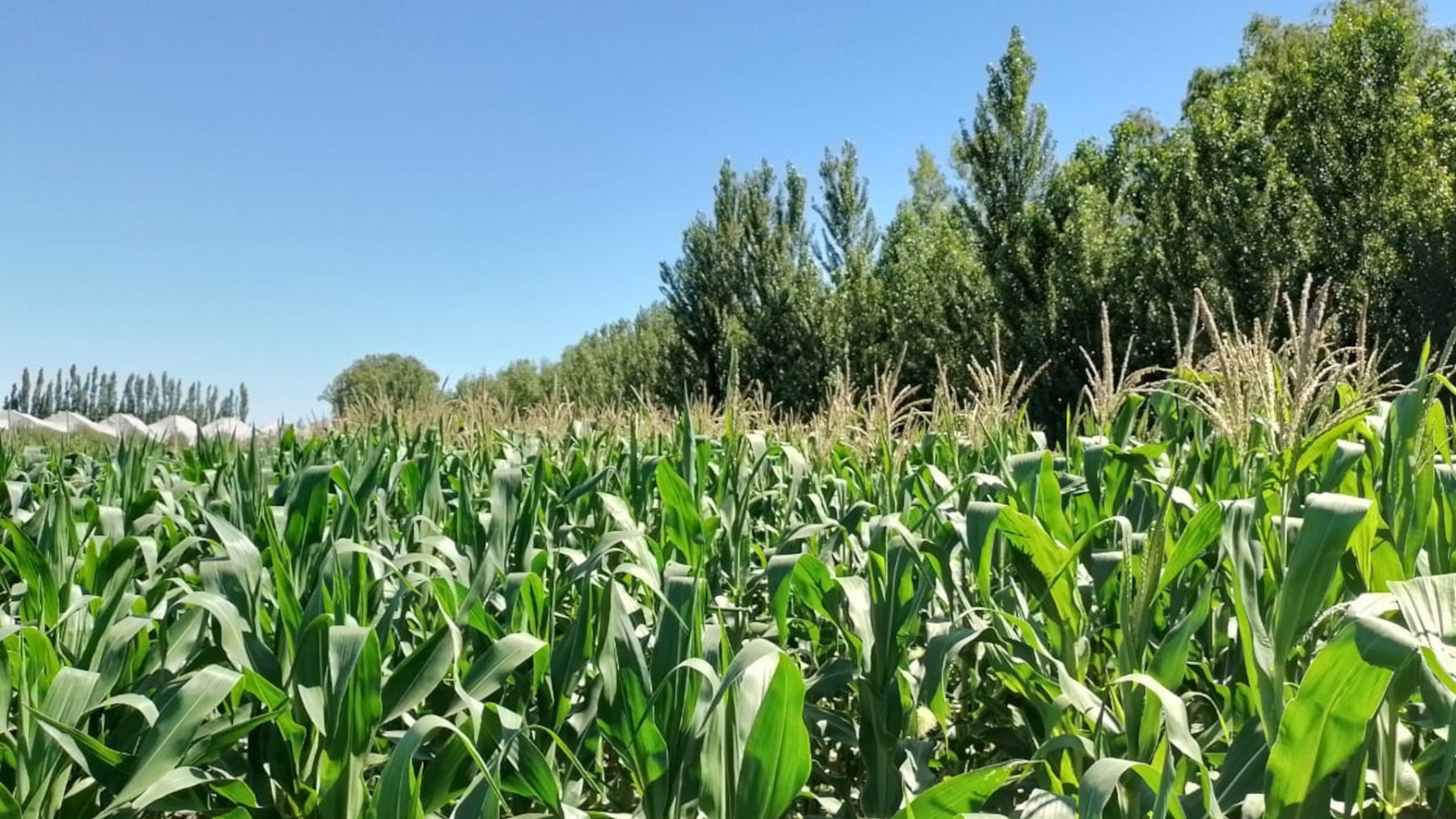 Neuquén tiene condiciones propicias para el cultivo de maíz - Diario ...