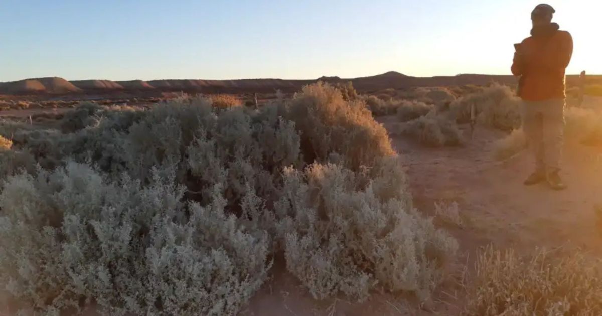 Cómo es el roedor que creían extinto y reapareció en Chubut: el ...