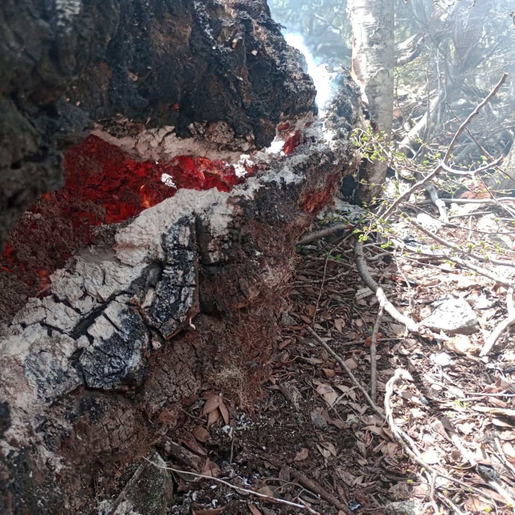 Extinguieron un foco de incendio forestal en el parque Lanín: cómo ...