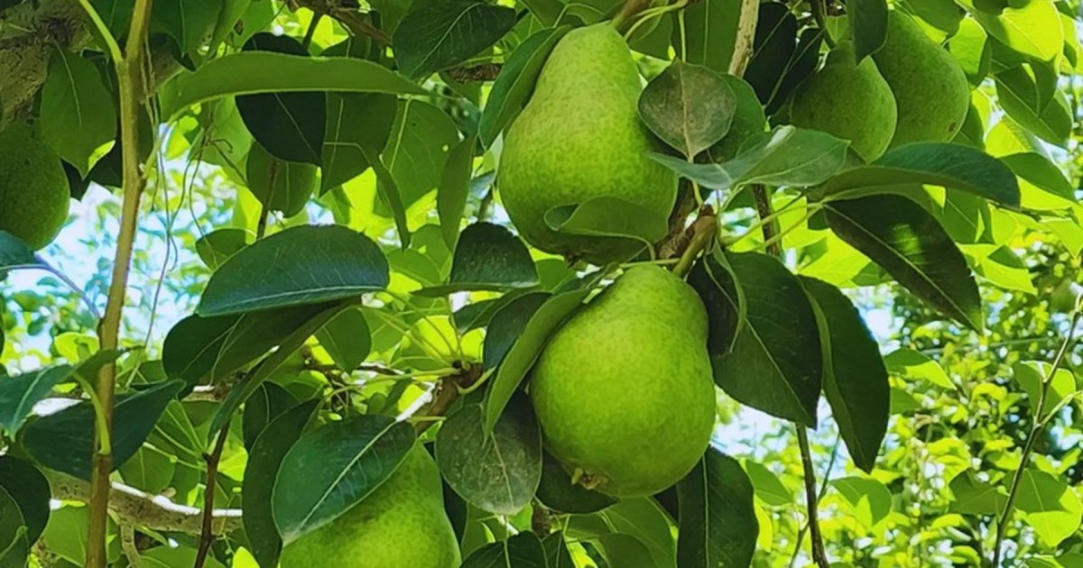 Un avance científico que abre nuevas puertas para la exportación de ...