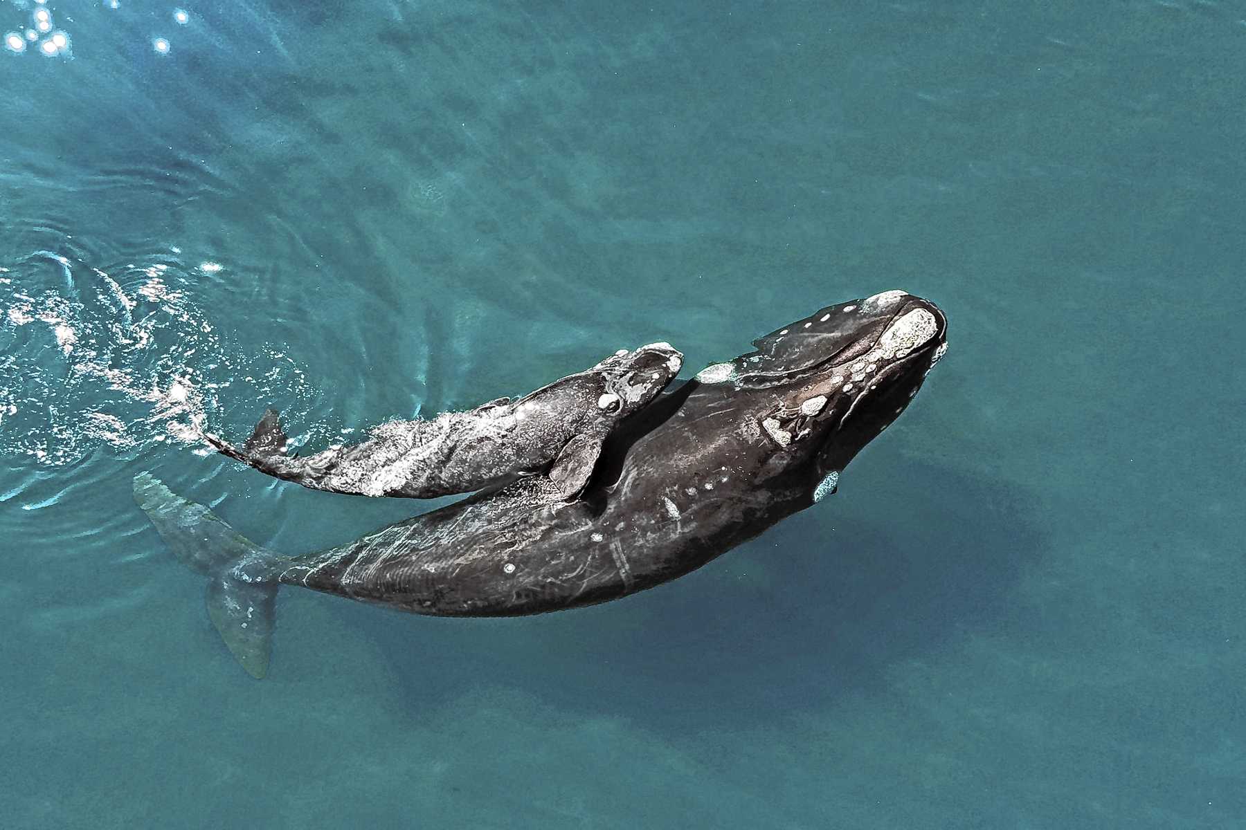 Increíbles ballenas francas australes: así las siguen en tiempo real ...