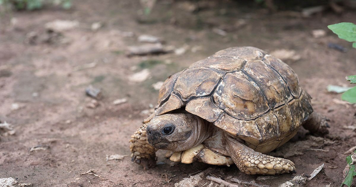 La tortuga terrestre patagónica a un paso de convertirse en monumento ...