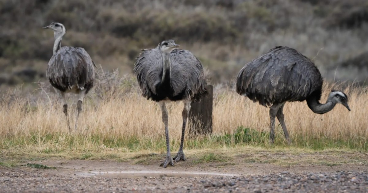 Río Negro refuerza la prevención de atropellamientos de ñandúes: qué ...
