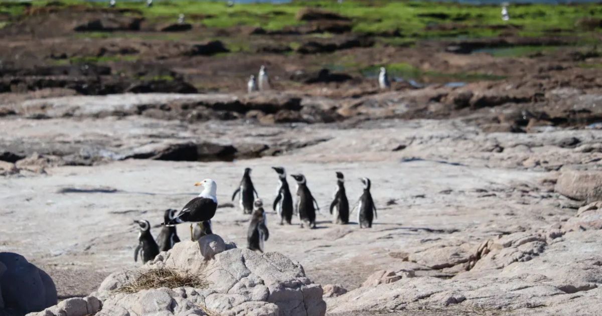El pingüino de Magallanes aumenta su población en Río Negro - Diario ...