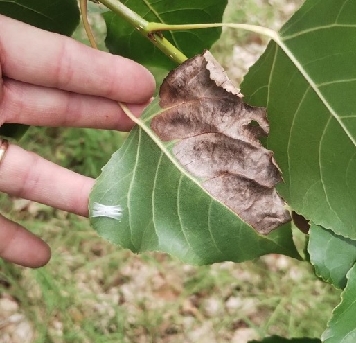 Nación declaró alerta sanitaria tras la detección de la «polilla del ...