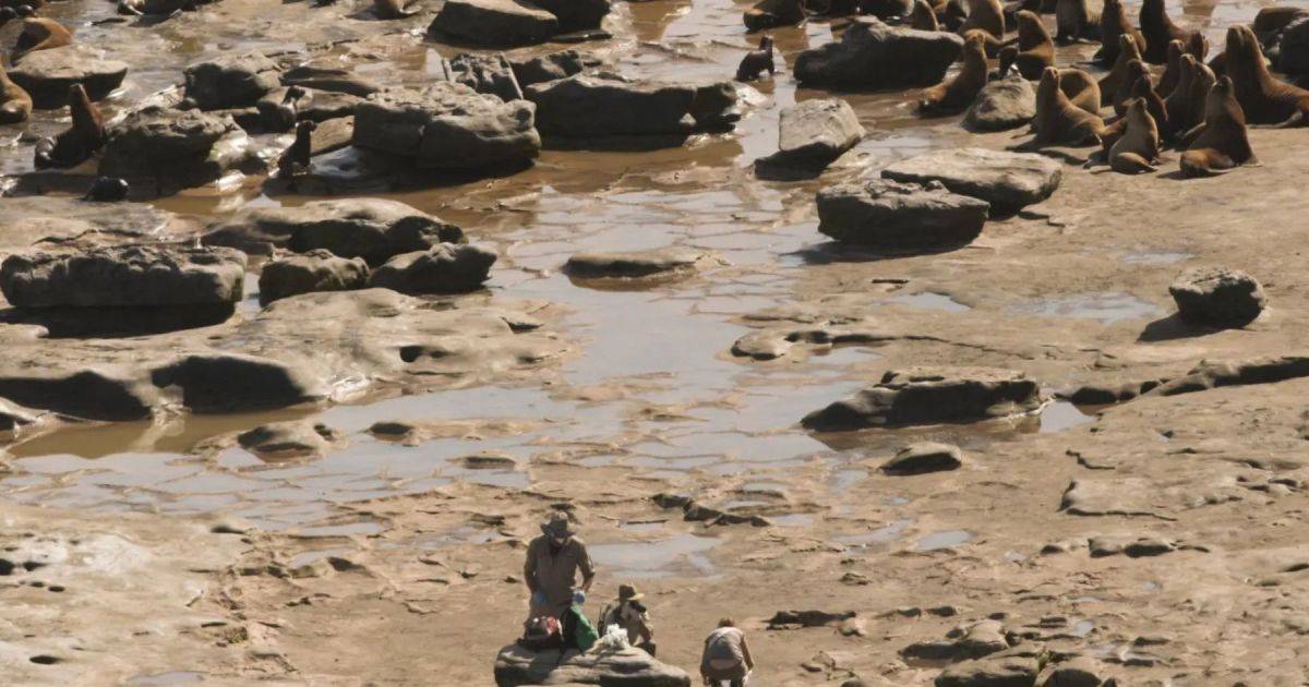 Ciencia al borde del mar: investigadores cuentan los lobos marinos de ...