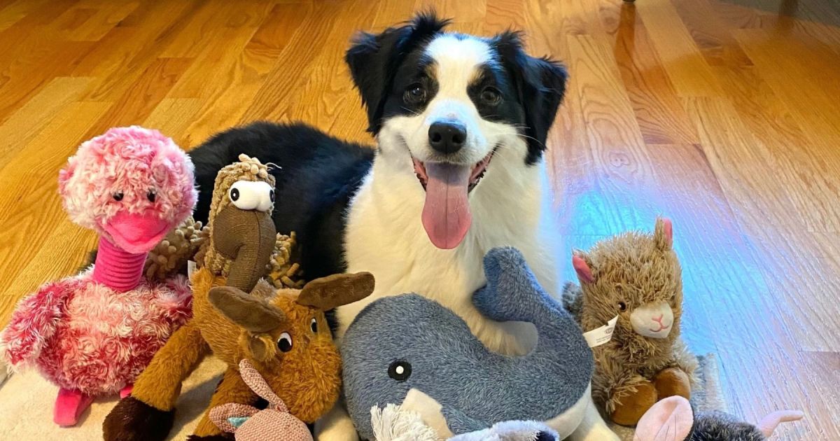 Escuchan y aprenden: perros superdotados con talento para las palabras ...