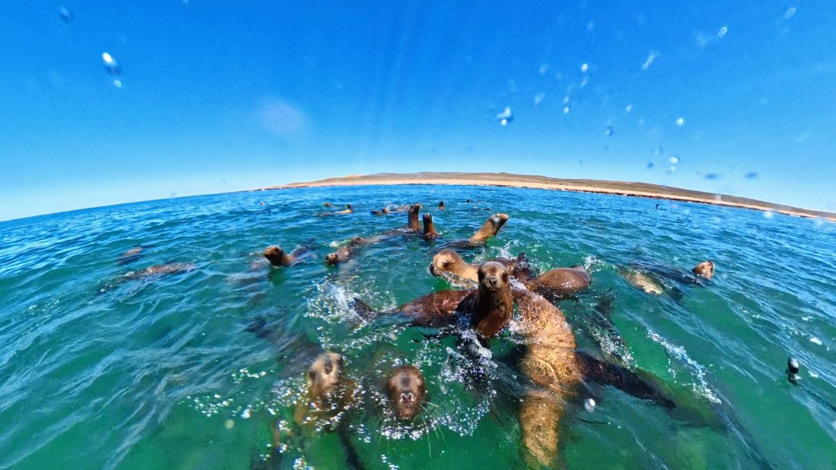 Bucear con lobos marinos en Las Grutas: la nueva experiencia del Golfo ...