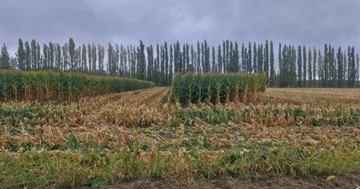 Maíz potencial versus maíz alcanzado: brecha de rendimiento en Río ...