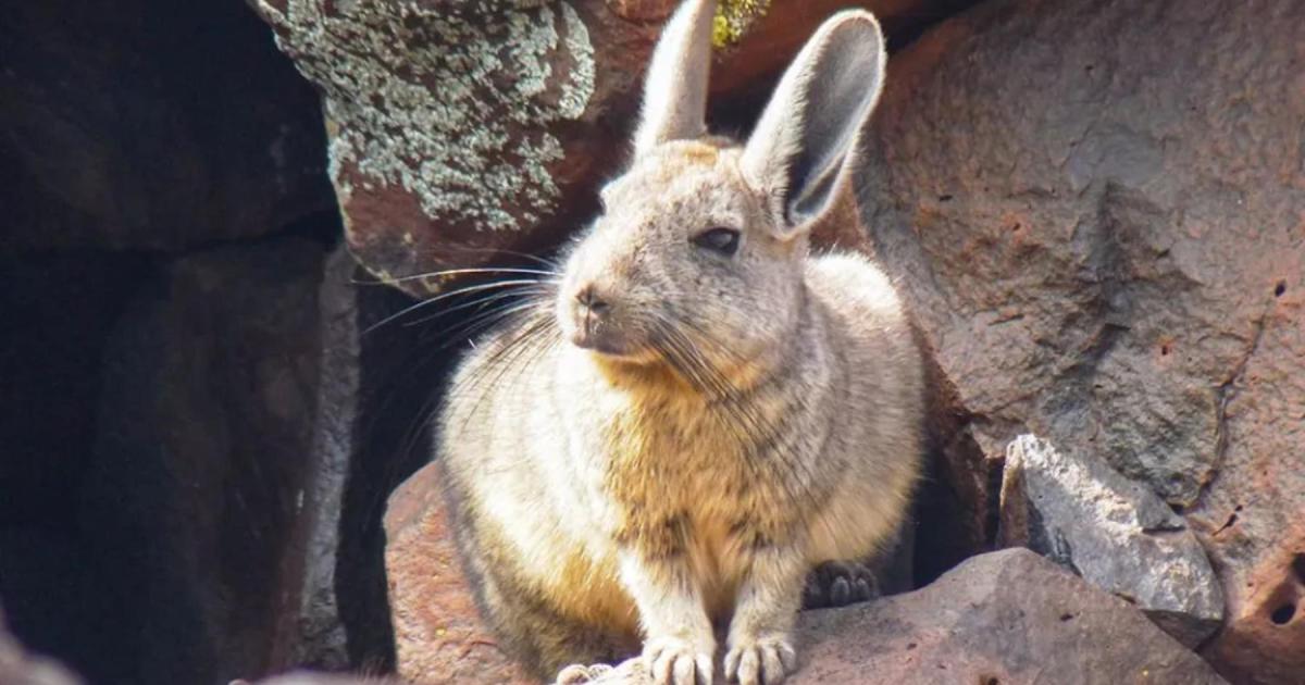 El chinchillón, un roedor de las montañas de Neuquén que pocos saben ...
