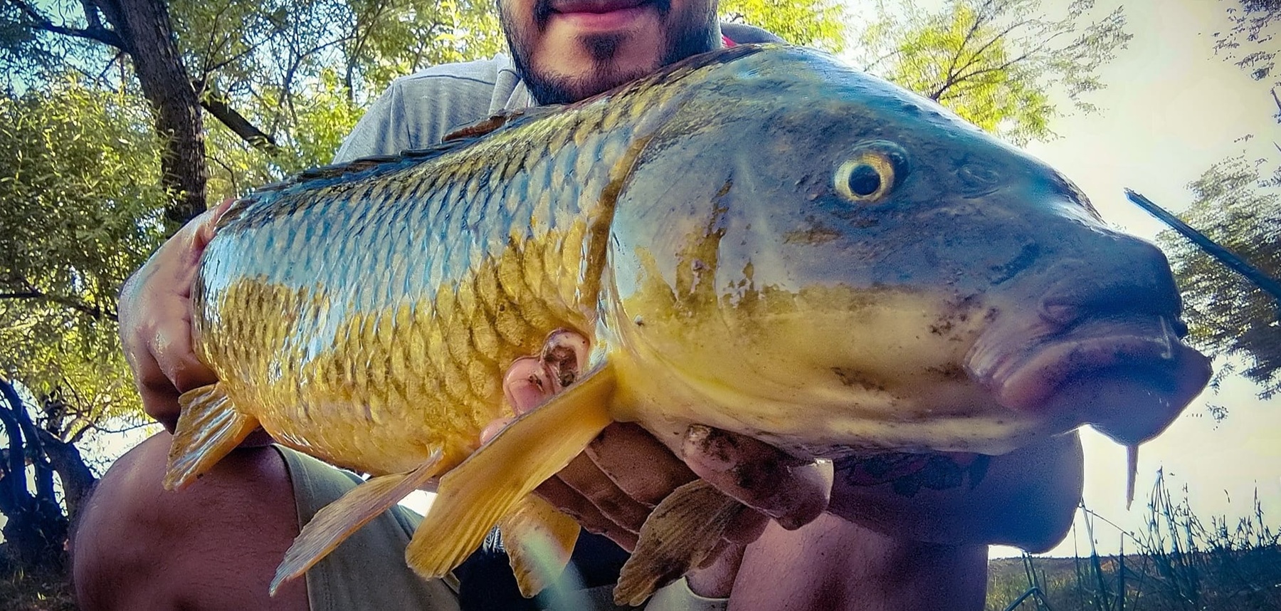 De invasora a recurso: la otra vida de la carpa, entre acuaponia y ...