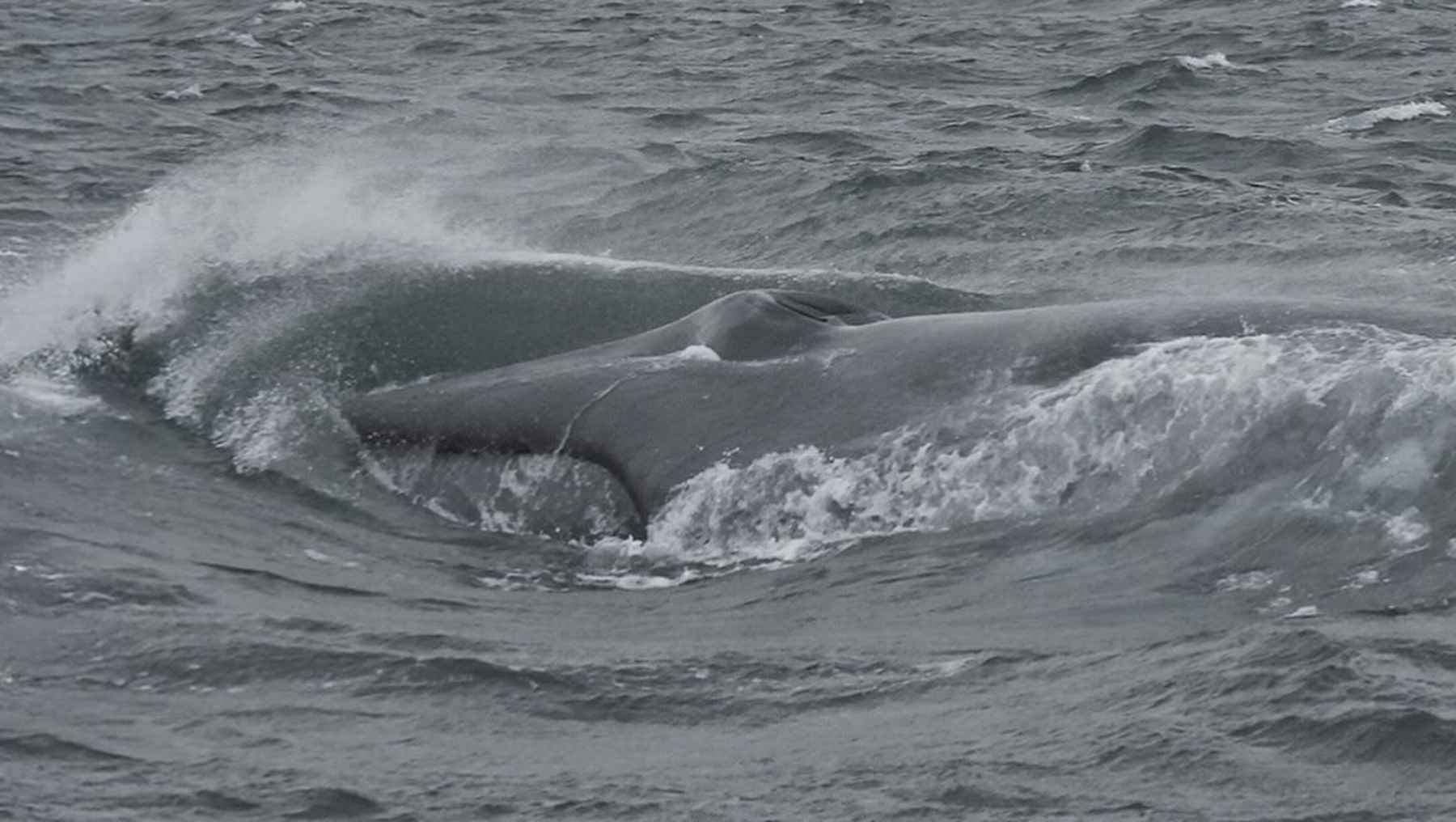 Video | ¡Histórico! Una ballena azul fue vista por primera vez en ...