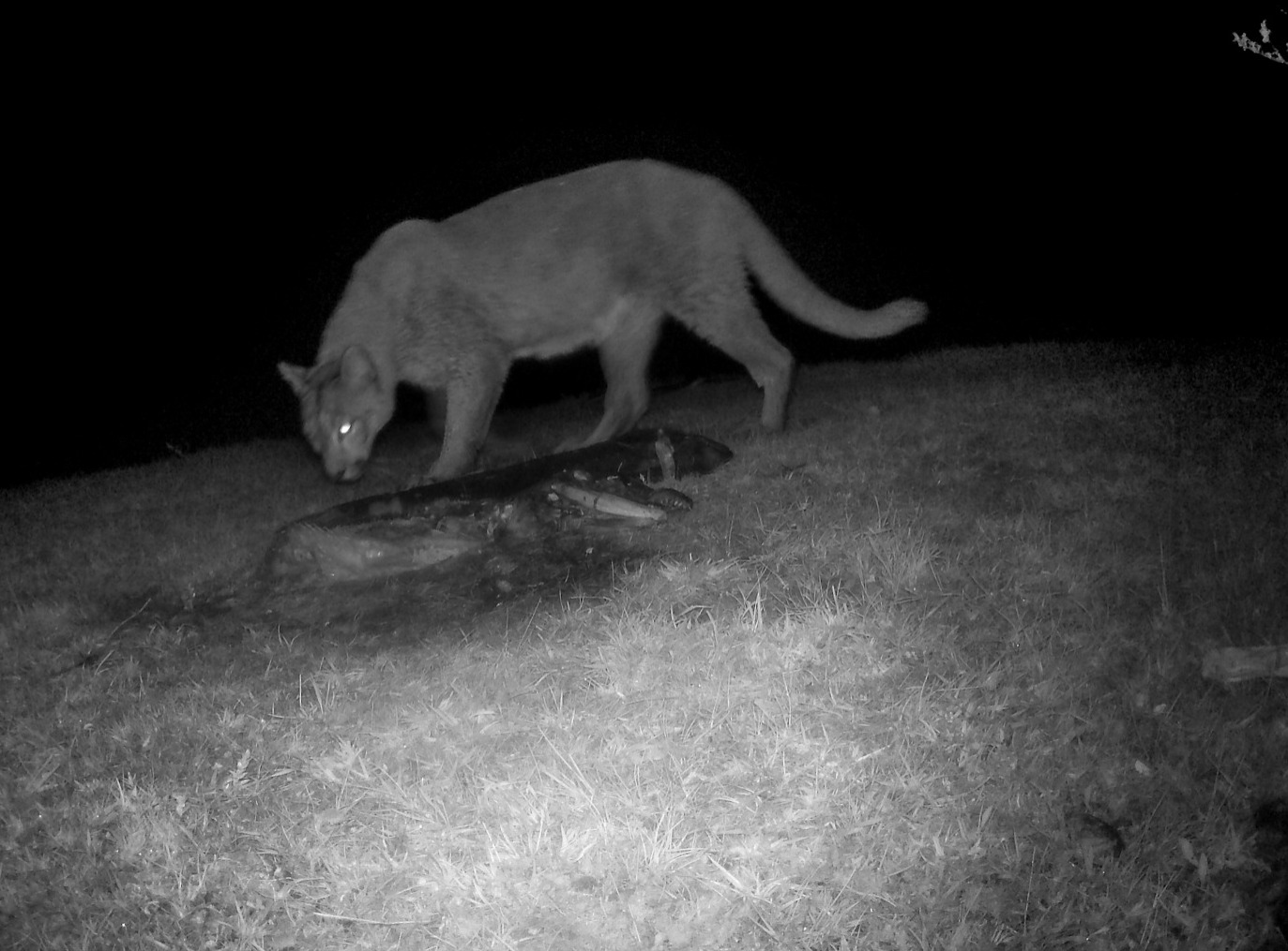 Inédito hallazgo en los ríos de la Patagonia: descubren a pumas cazando ...