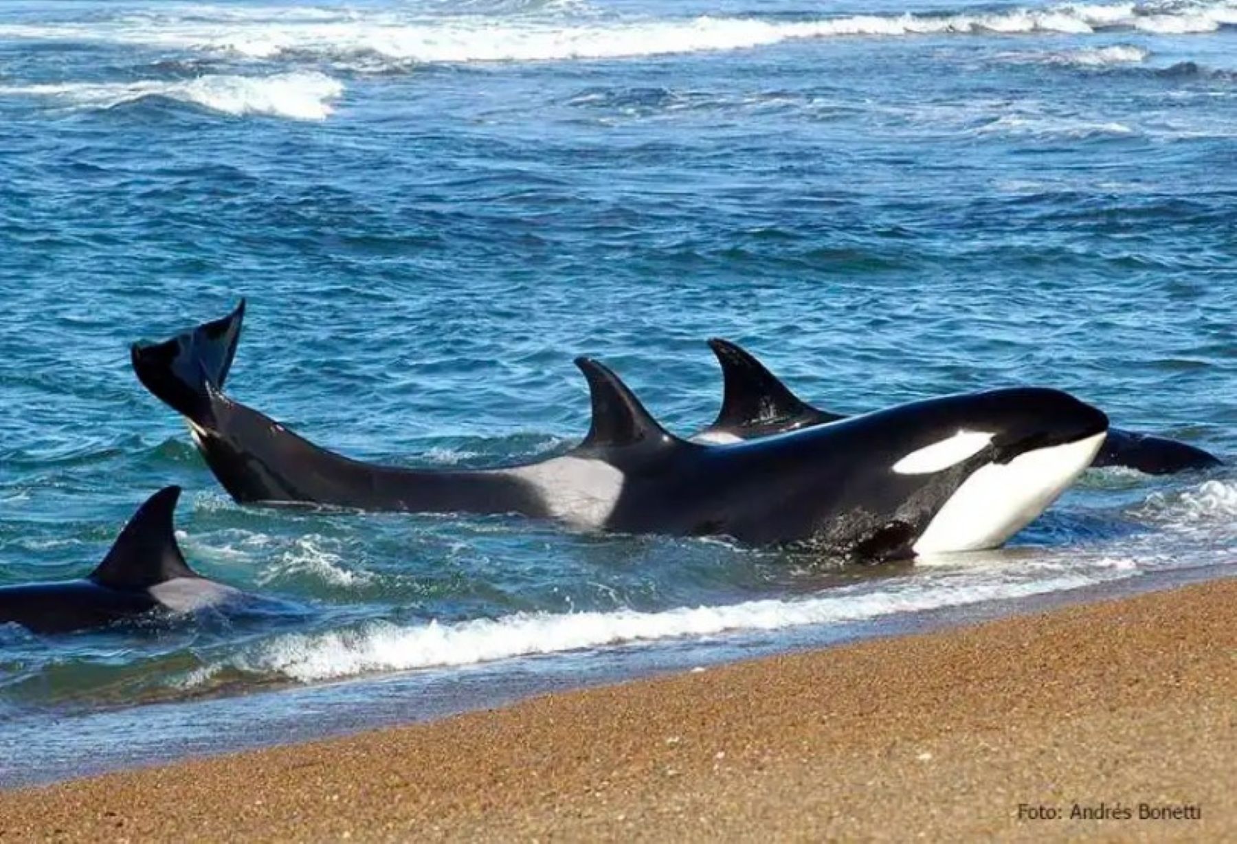 La historia de Orcaman, el hombre que convivió con las orcas de la ...