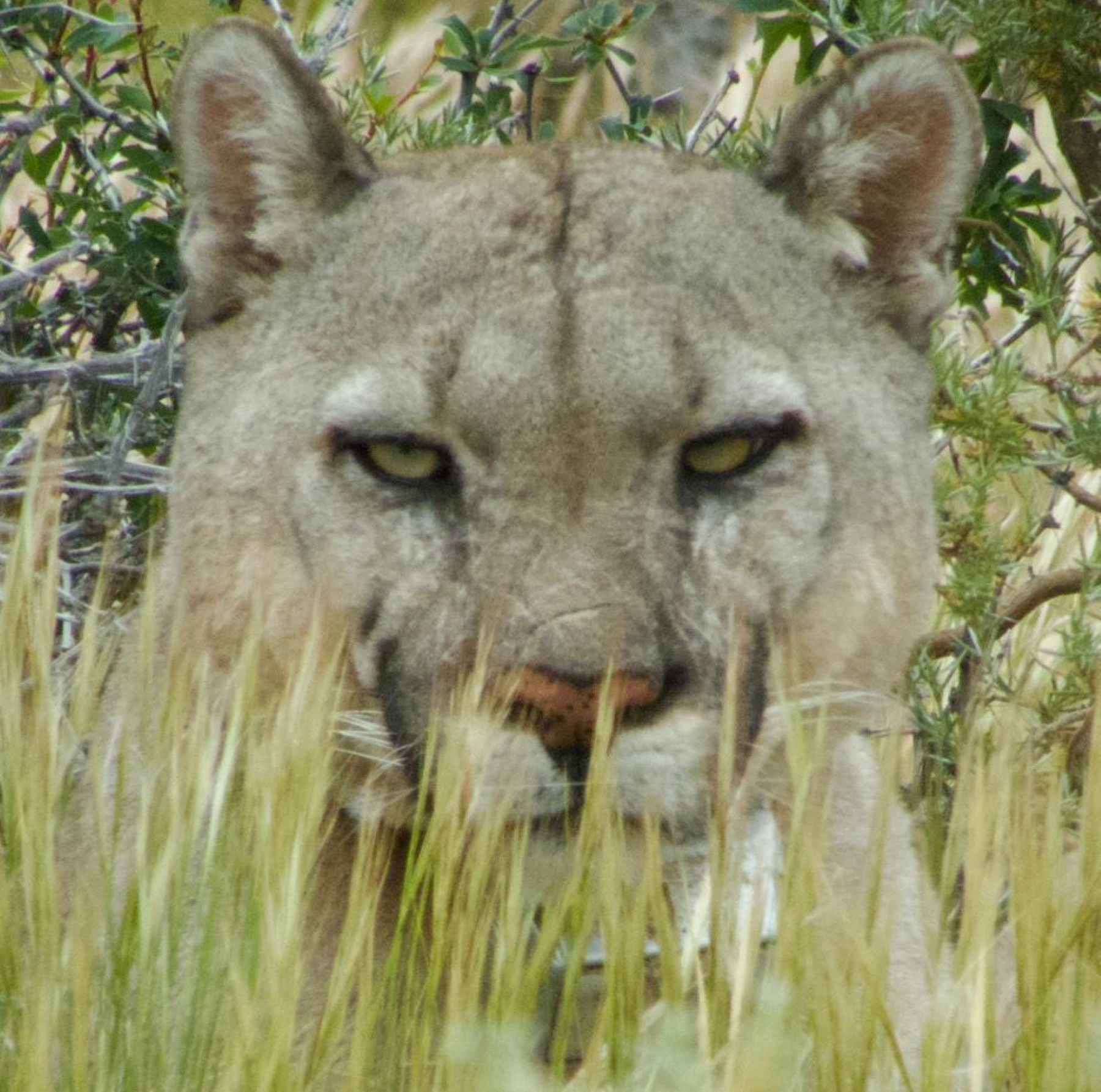 Salir a buscar al puma: la experiencia que transforma la mirada en el ...