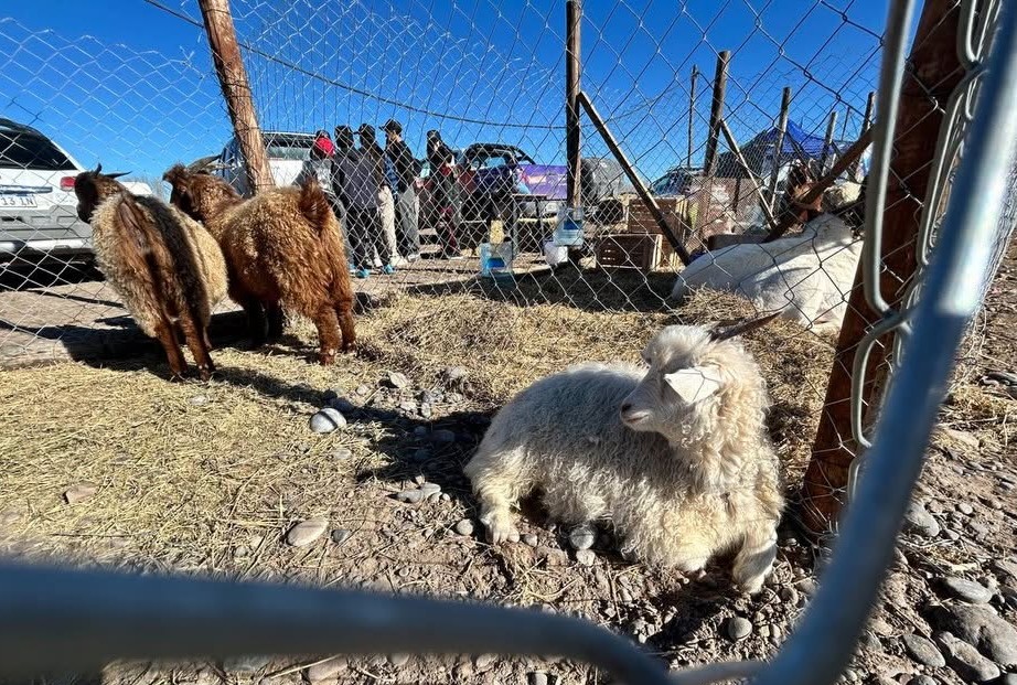 Expo Agro Catriel cerró su segunda edición con una muestra del ...