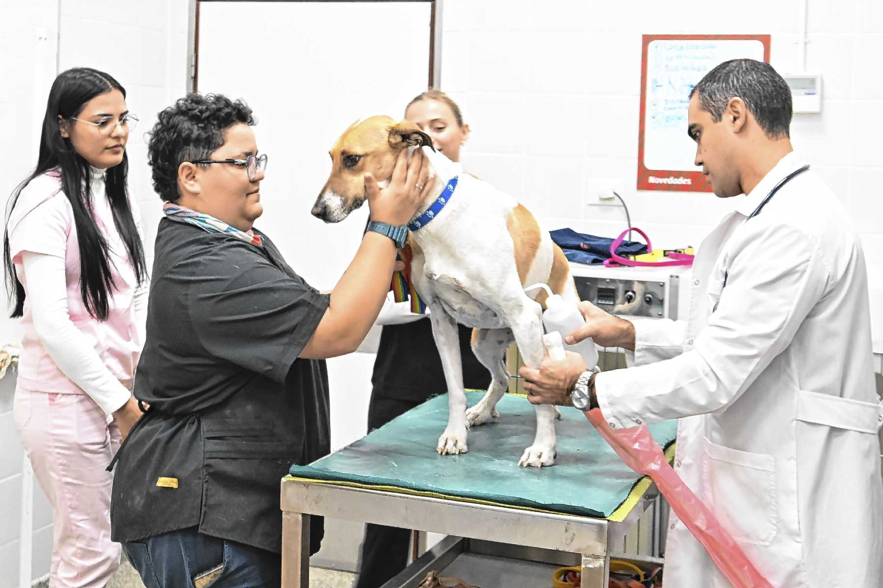 La carrera de Medicina Veterinaria más austral del país transforma la ...