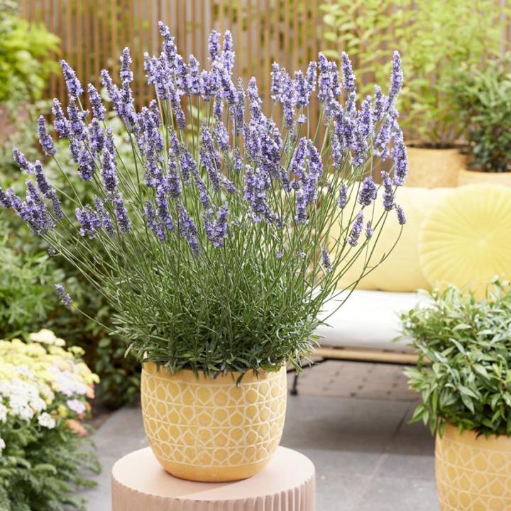 Cinco trucos para que tu lavanda florezca más y perfume toda la casa ...