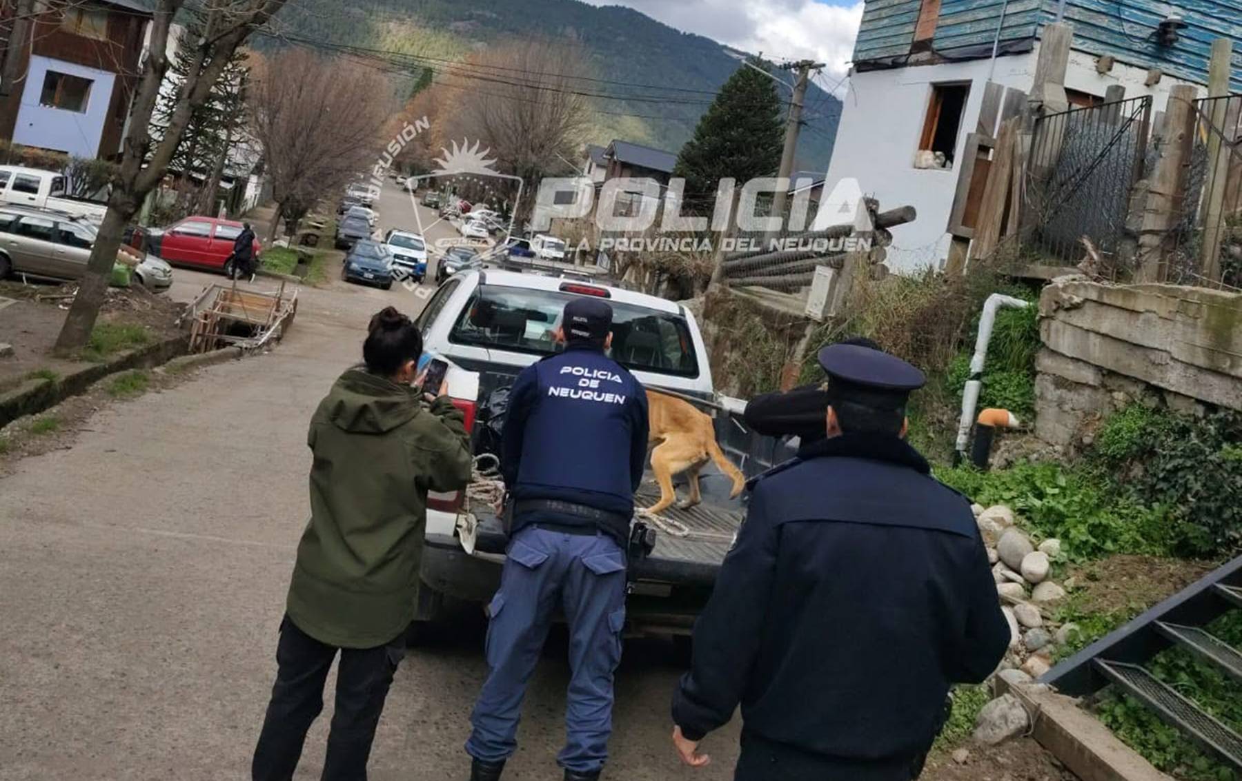 Rescataron a un perro que sufría maltrato en San Martín de los Andes ...