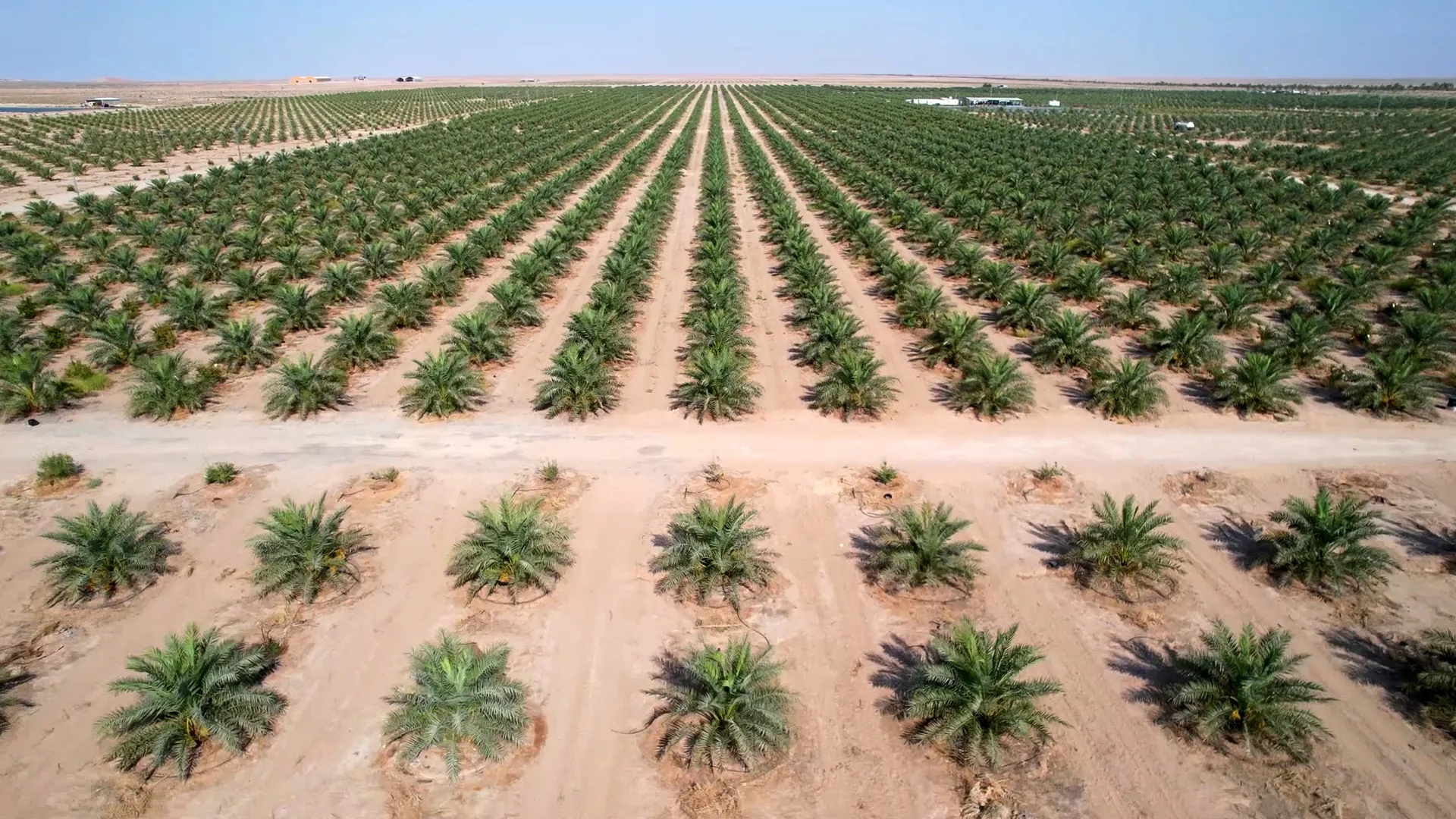 Los agrónomos no dan crédito: la fruta más dulce del mundo sale de una ...