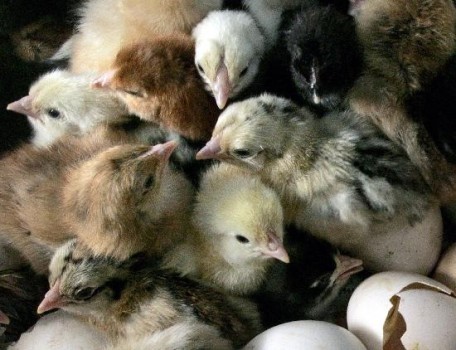 Según un estudio, los pollitos pueden restar y sumar