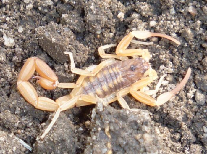 Lo que hay que saber sobre los alacranes