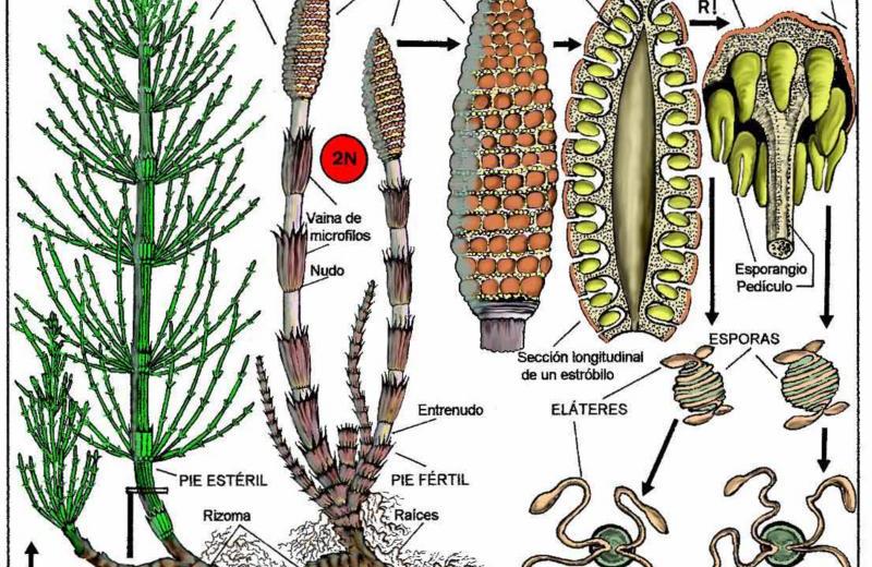 Los usos del Equisetum