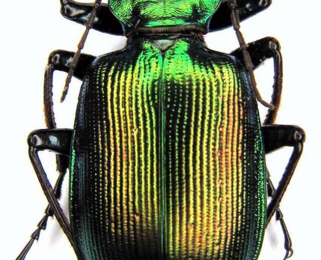 Las “catangas”, “juanitas” o “boticarios