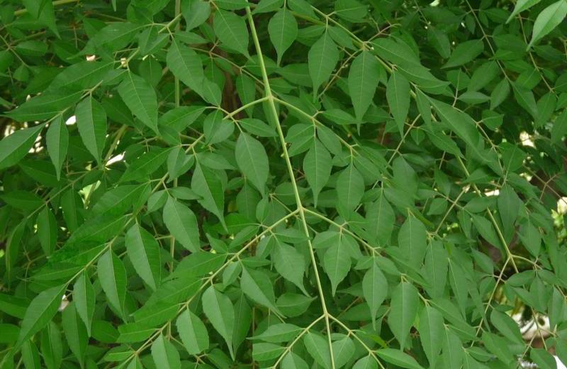 Utilidad del paraíso