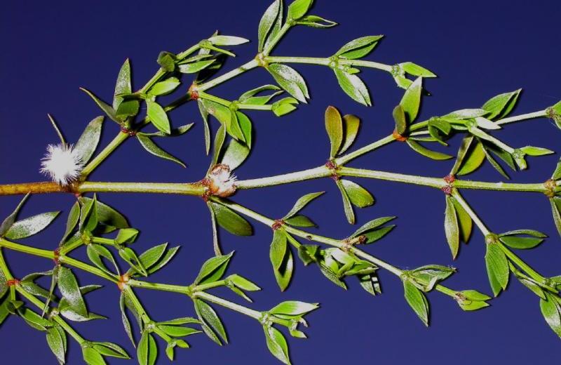 Preparaciones con jarilla