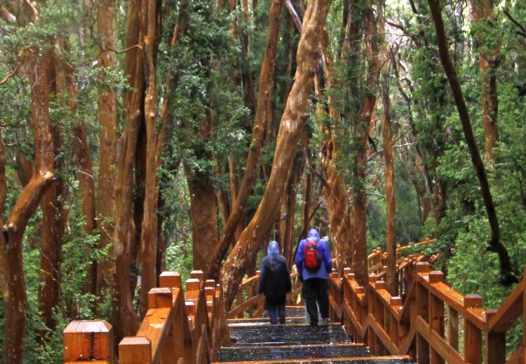 El ancestral bosque de arrayanes