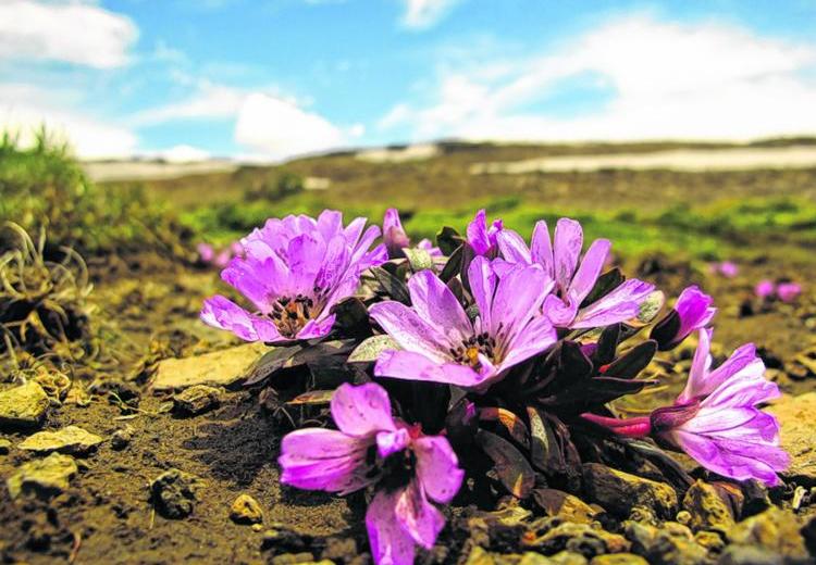 Flores de la Patagonia