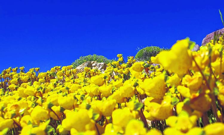 Flores de la Patagonia