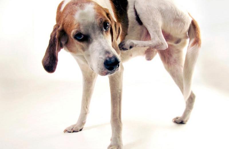 ¿Qué significa cuando un perro se rasca la oreja?