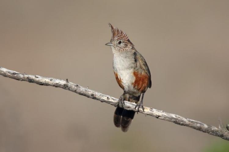 Aves patagónicas XXXVII | El gallito copetón