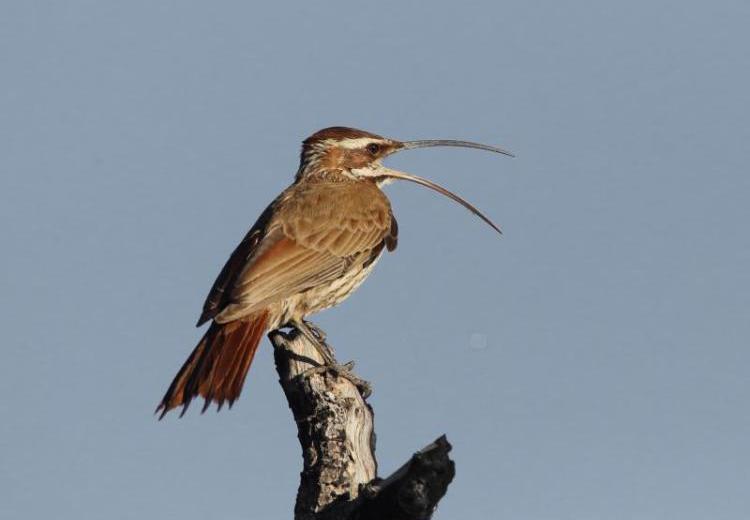Aves patagónicas XLI | Chinchero grande