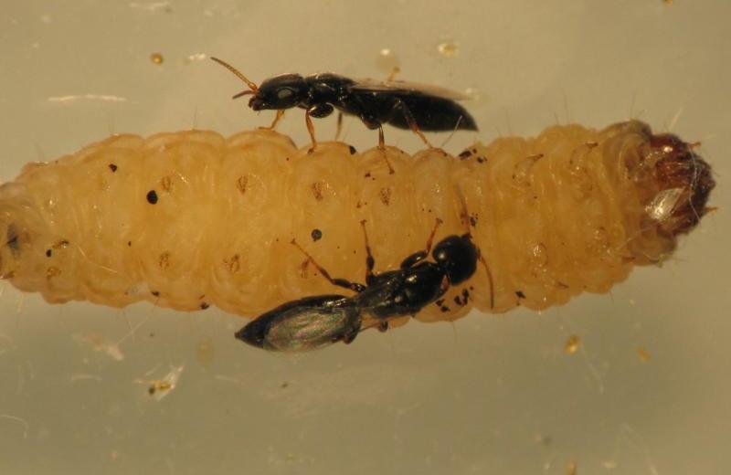 Avispas nativas para el control biológico de la carpocapsa