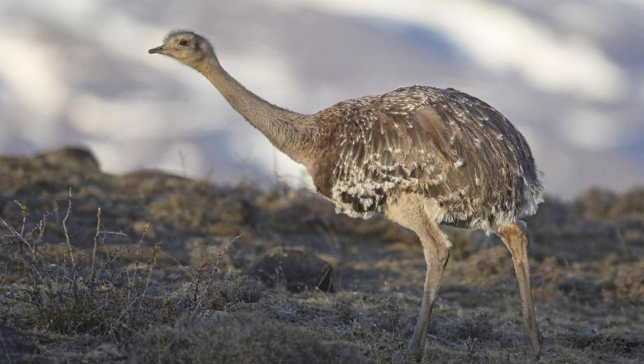 Avistaje: el choique