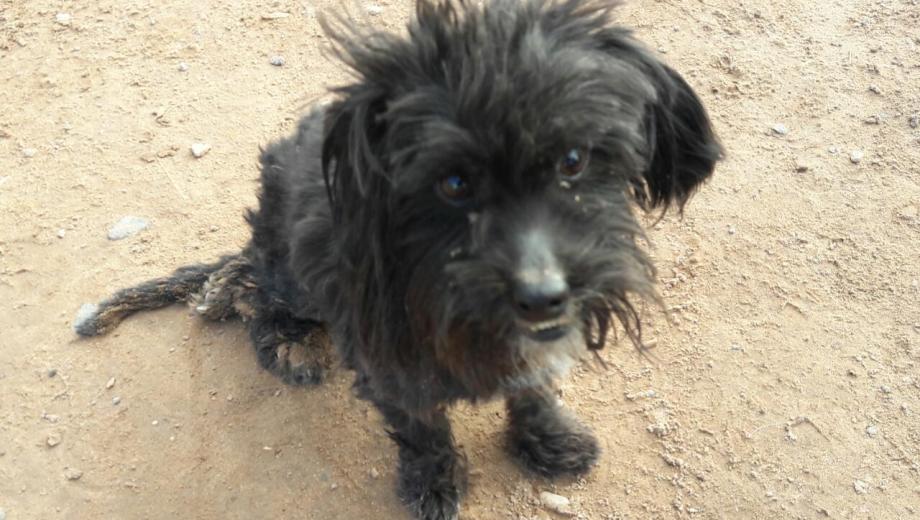 “Patitas”: un perro especial que necesita ayuda