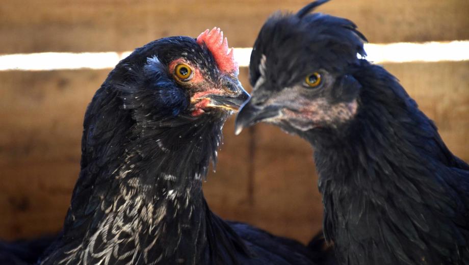 Conocé a la gallina mapuche, la que pone huevos verde azulados