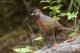 La fauna nativa vulnerable de Neuquén - Diario Río Negro