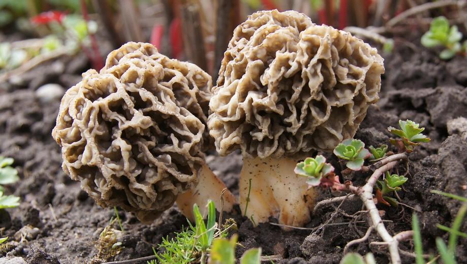 El fabuloso mundo de los hongos de la Comarca Andina